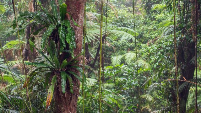 Analysis of 13,000 plant species in the Atlantic Forest shows dramatic ...