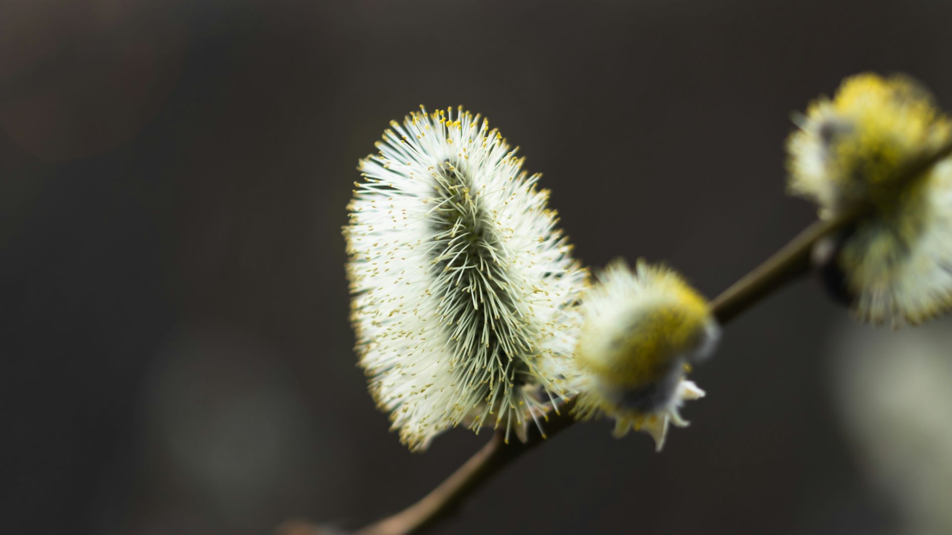 Catkins are flowering at different times as climate changes ...